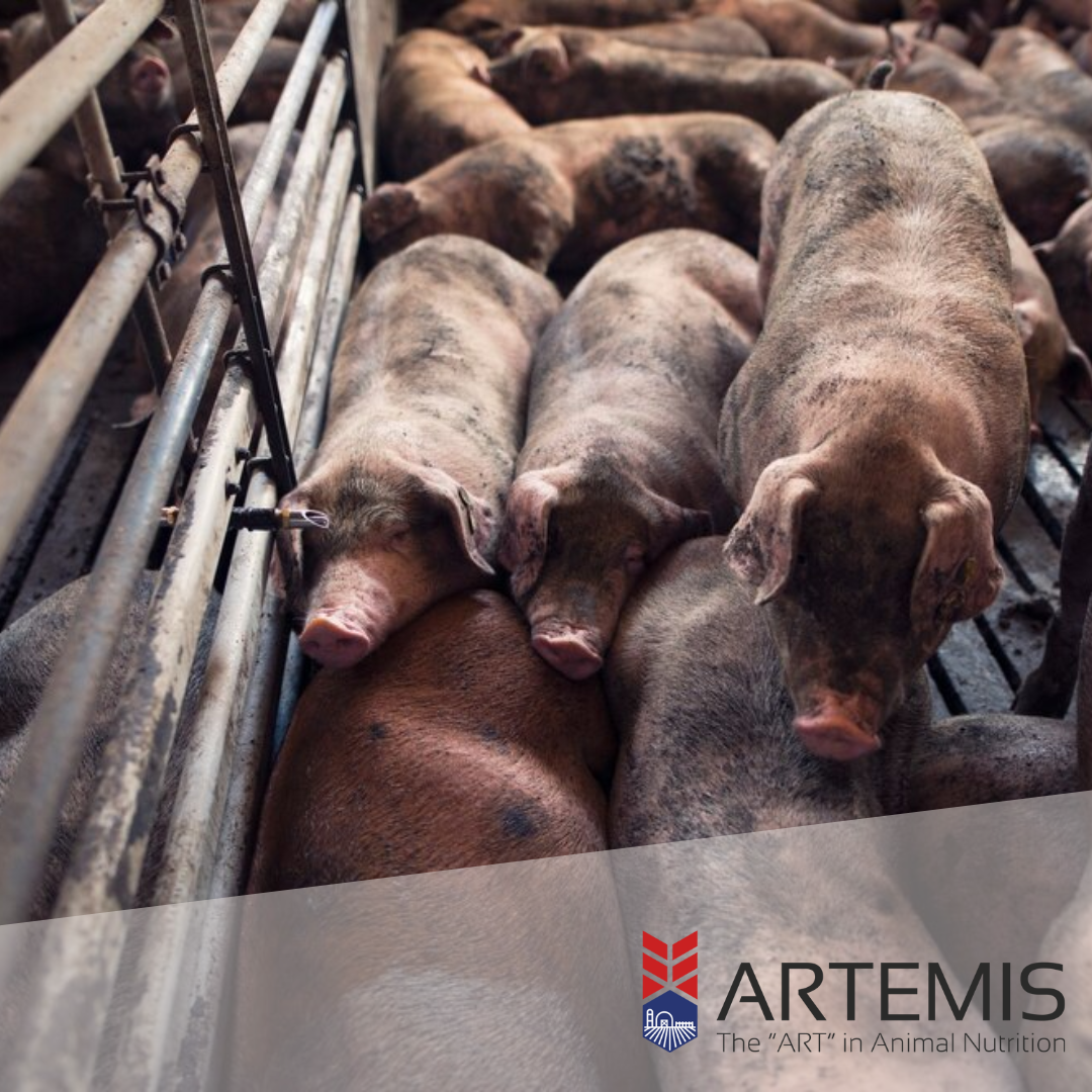 Ισορροπιστές Χοίρων - Artemis Farming